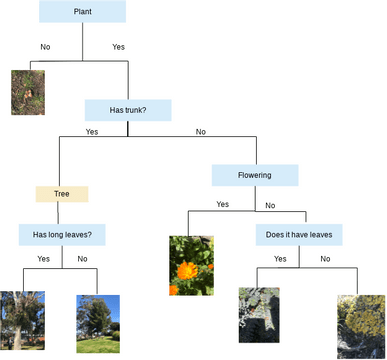 Dichotomous Key | Visual Paradigm User-Contributed Diagrams / Designs